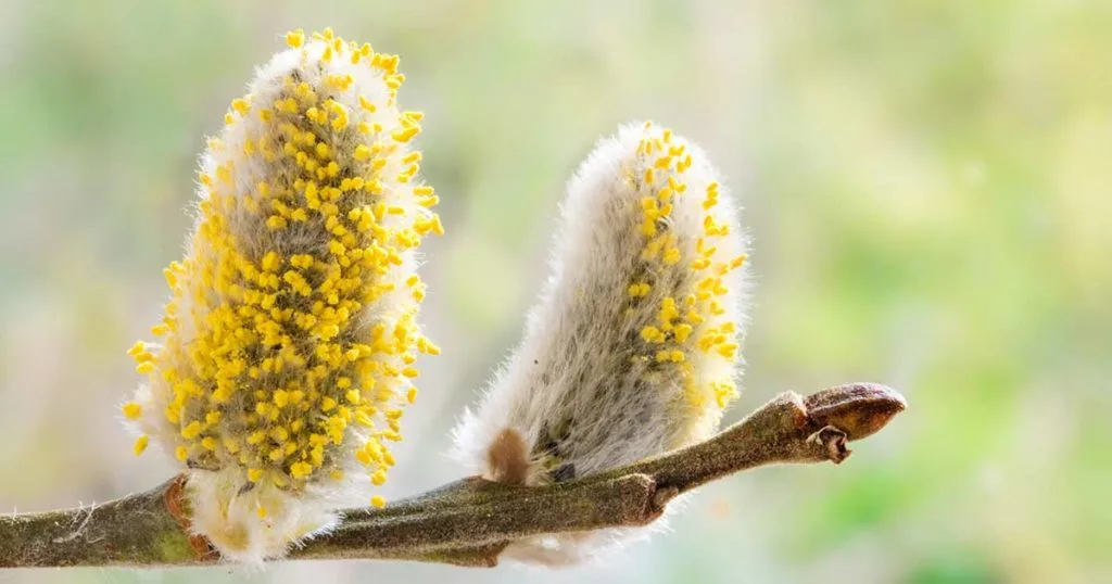 Pollen Allergies - Symptoms & Preventions - Datt Mediproducts Knowledge Hub