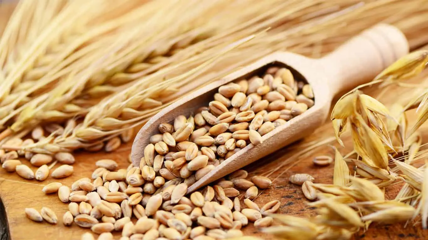 Understanding the Difference: Wheat Allergy vs. Gluten Sensitivity ...