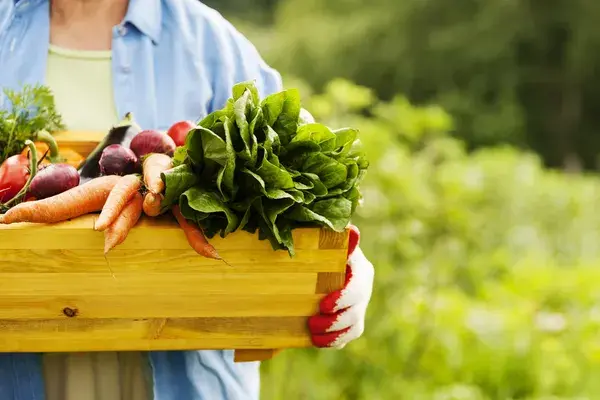 Safe Alternatives: Choosing Organic and Authentic Foods - Datt ...